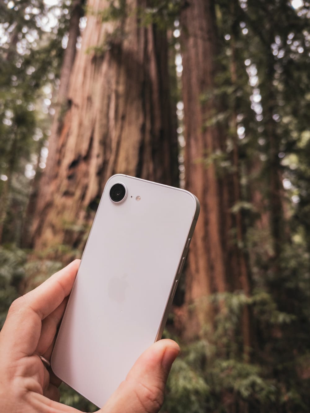 iPhone 16e camera review: The Essentials