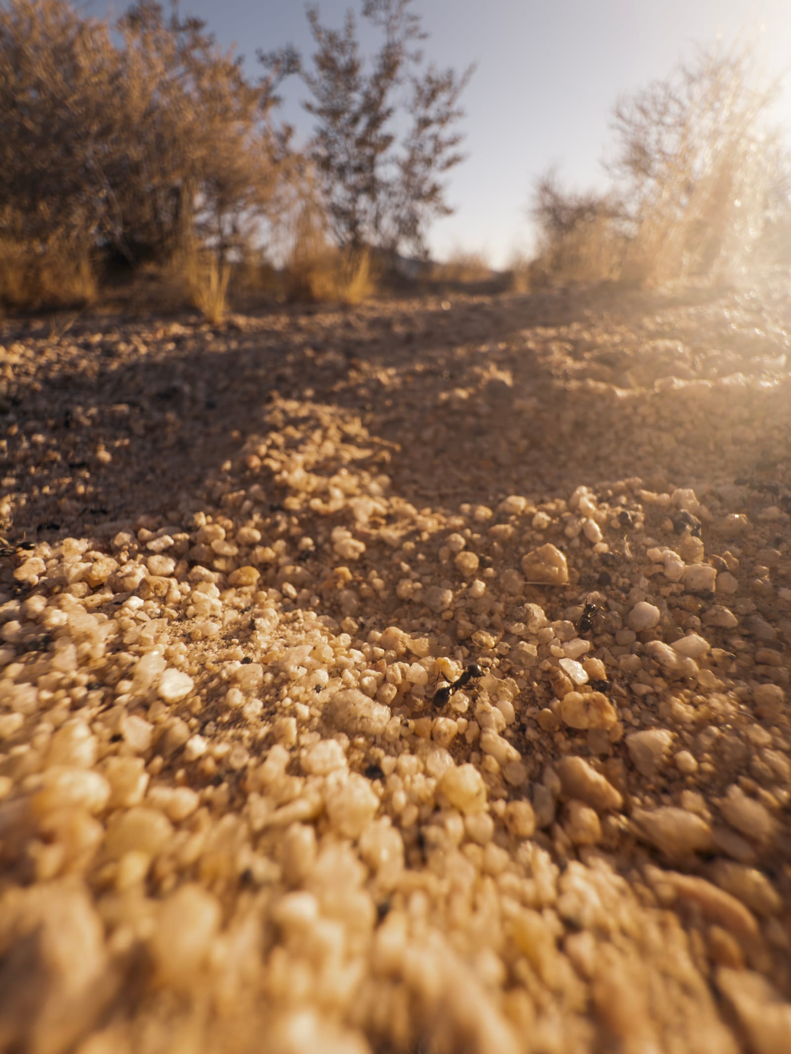 The iPhone 16 Pro Camera Review: Control