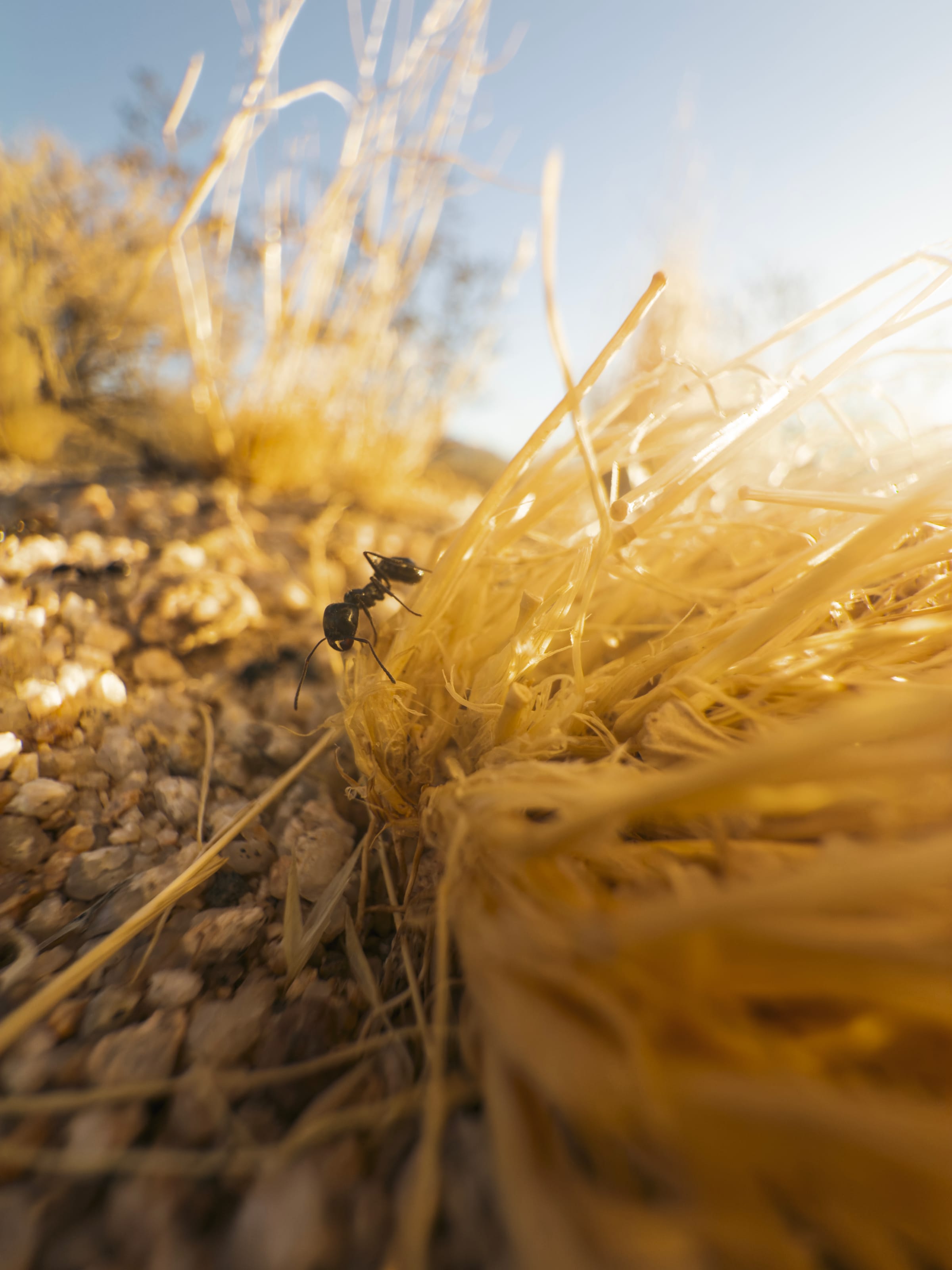 The iPhone 16 Pro Camera Review: Control